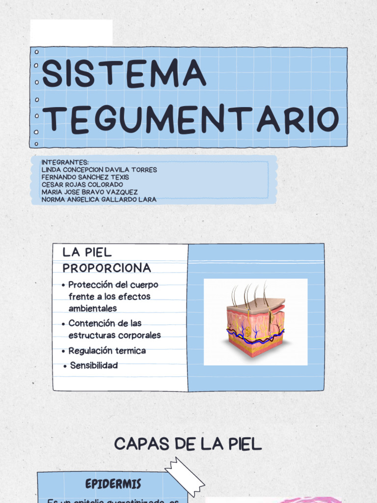 Sistema Tegumentario | PDF
