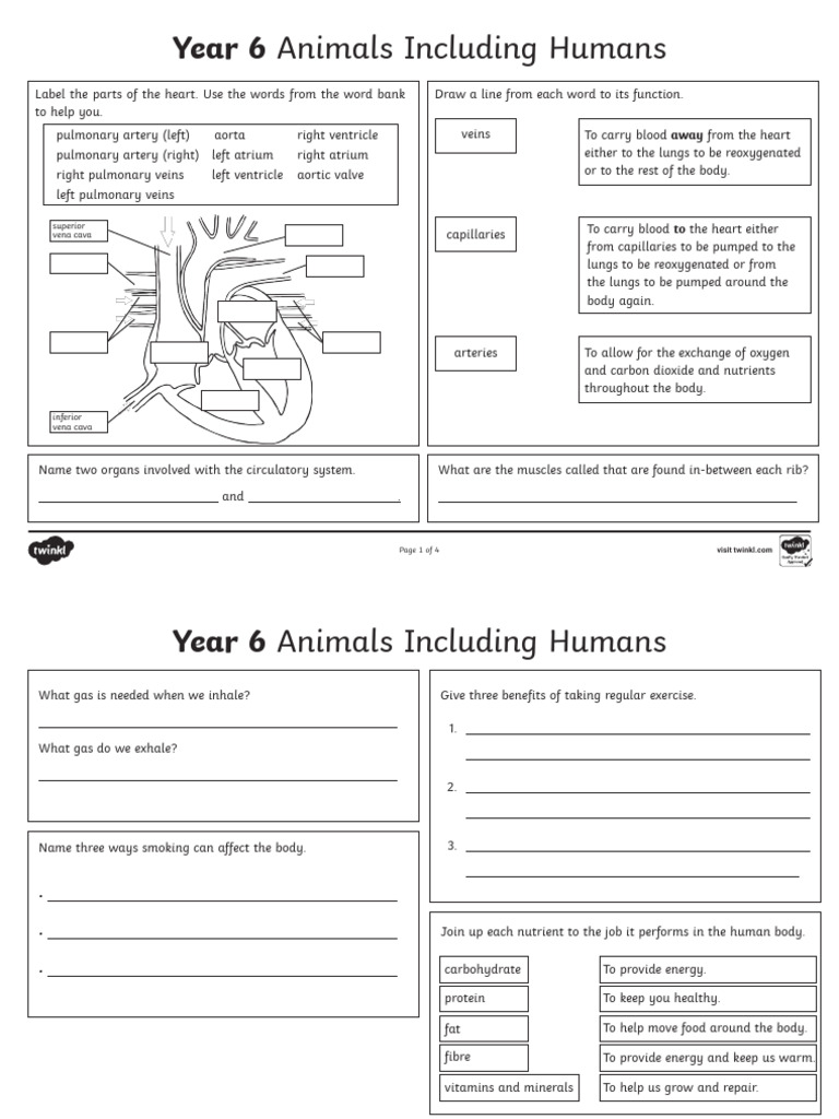 Animals Including Humans Activities and ANSWERS | PDF | Heart | Vein