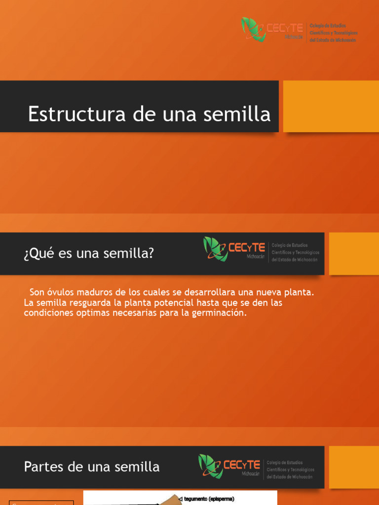 Estructura y partes de una semilla | PDF
