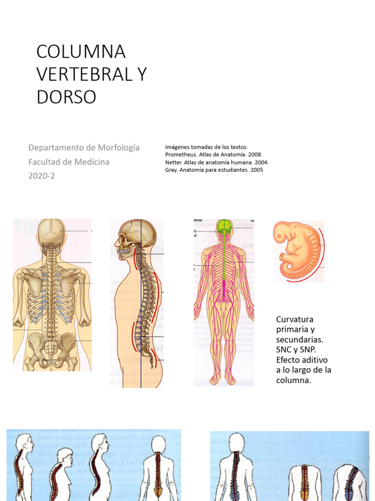 Anatomía Dorso Óseo y Muscular | PDF | Vértebra | La columna vertebral