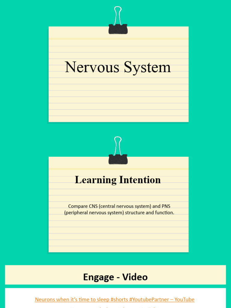 Year 9 - Biology Nervous System | PDF | Nervous System | Central ...