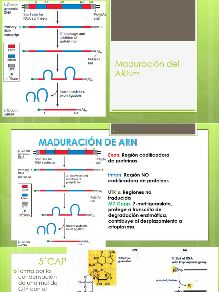 021 - Maduración Del ARN | PDF | Messenger Rna | Rna