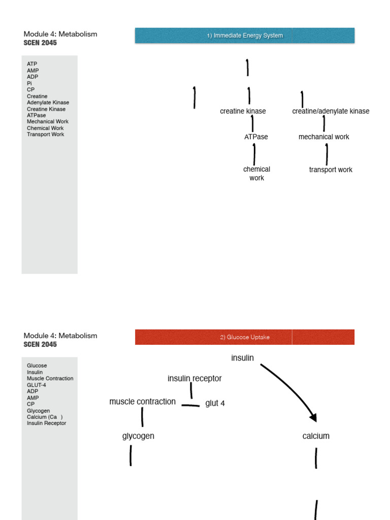 Metabolism - Pathways Assignment | PDF | Glycolysis | Diet & Nutrition