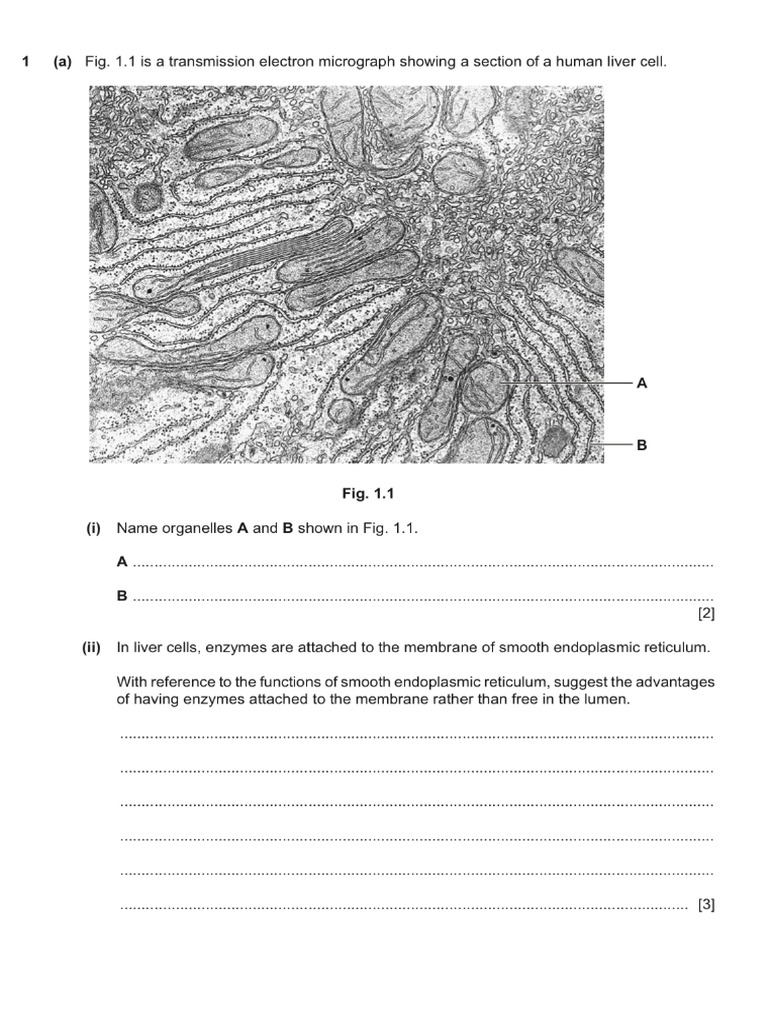 As Bio Mock 1 p2 | PDF