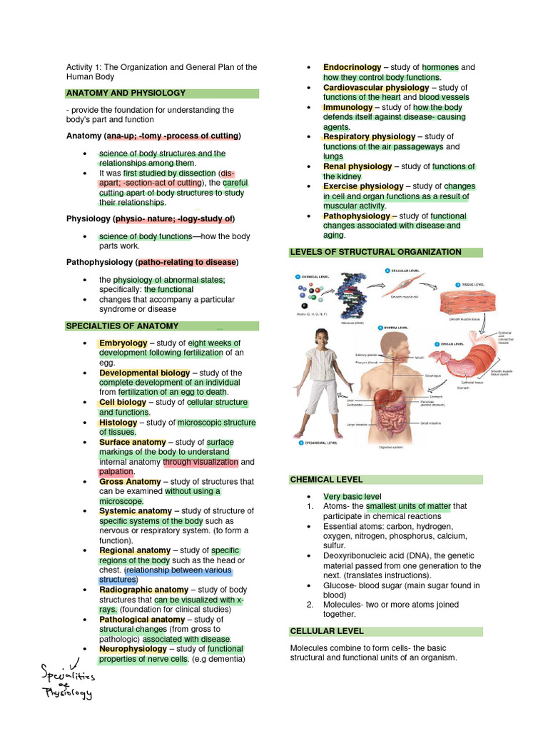 Act 1 Final Real | PDF | Human Body | Tissue (Biology)