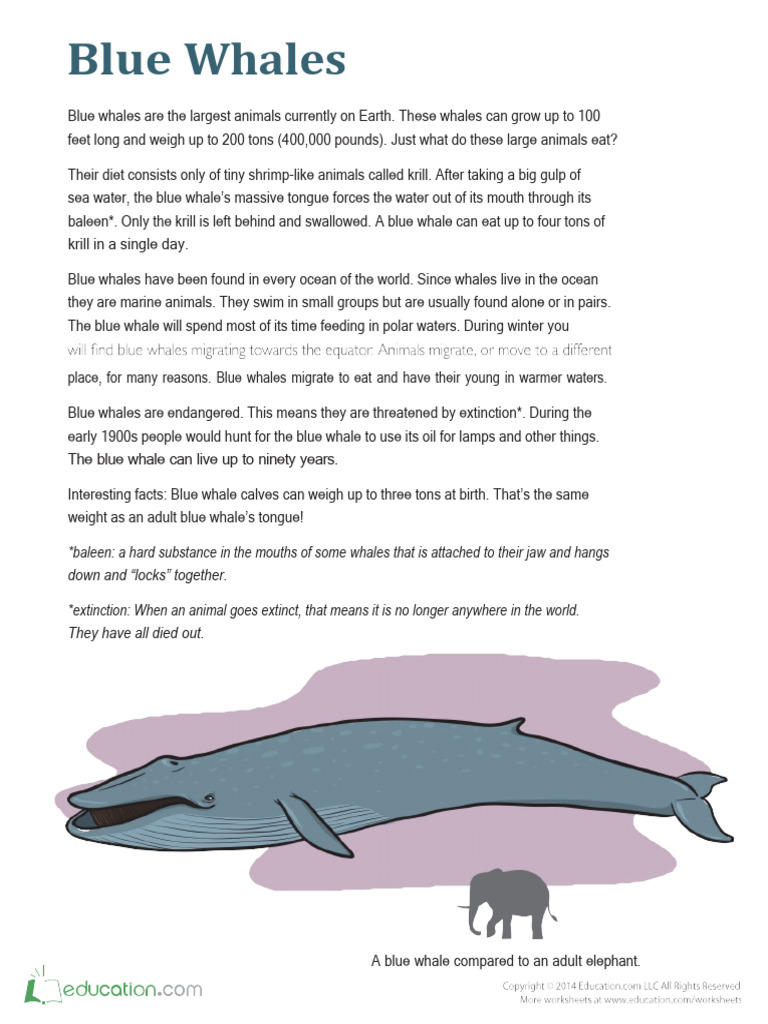 Blue Whale Facts | PDF | Home & Garden