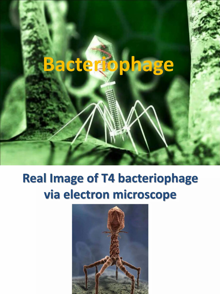 Bacteriophage | PDF