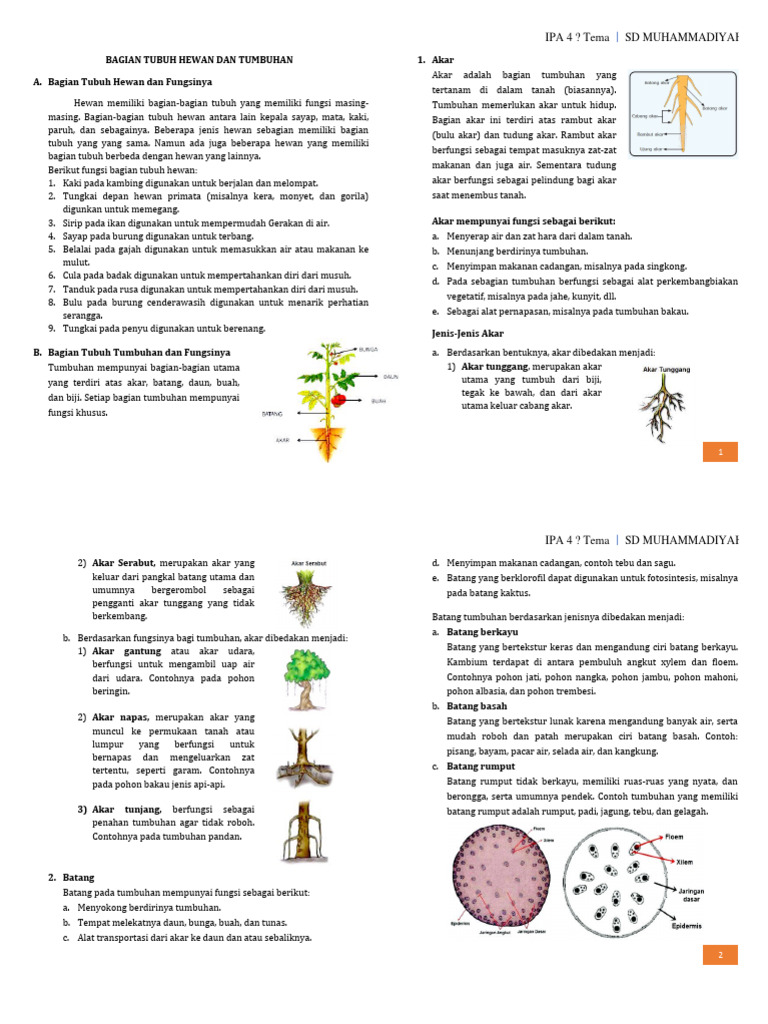 Bagian-Bagian Tumbuhan - IPA Kelas 4 | PDF