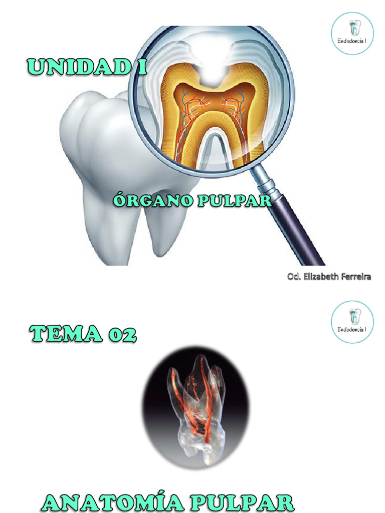 Anatomia Pulpar y Radicular | Descargar gratis PDF | Odontología | Diente