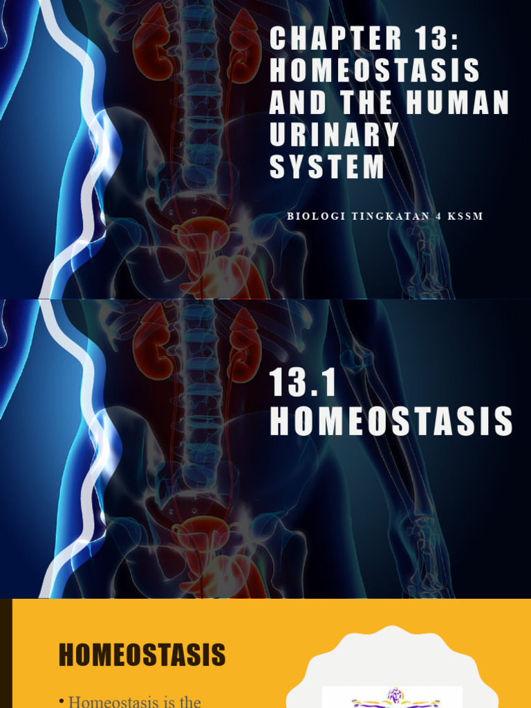 BIOLOGY - F4 - CHAPTER - 13 - Homeostasis and The Human Urinary System ...