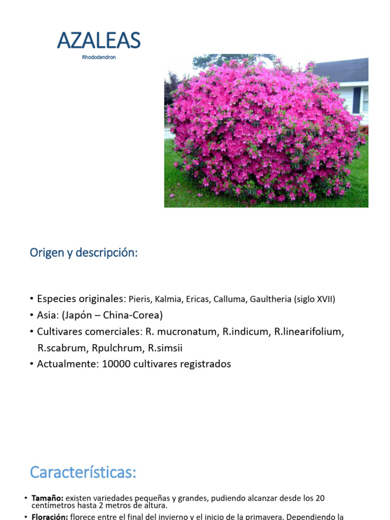 AZALEAS | PDF | Flores | Plantas