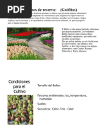 Ficha Técnica Del Pasto Imperial (Axonopus Scoparius, Hitchc) | PDF ...