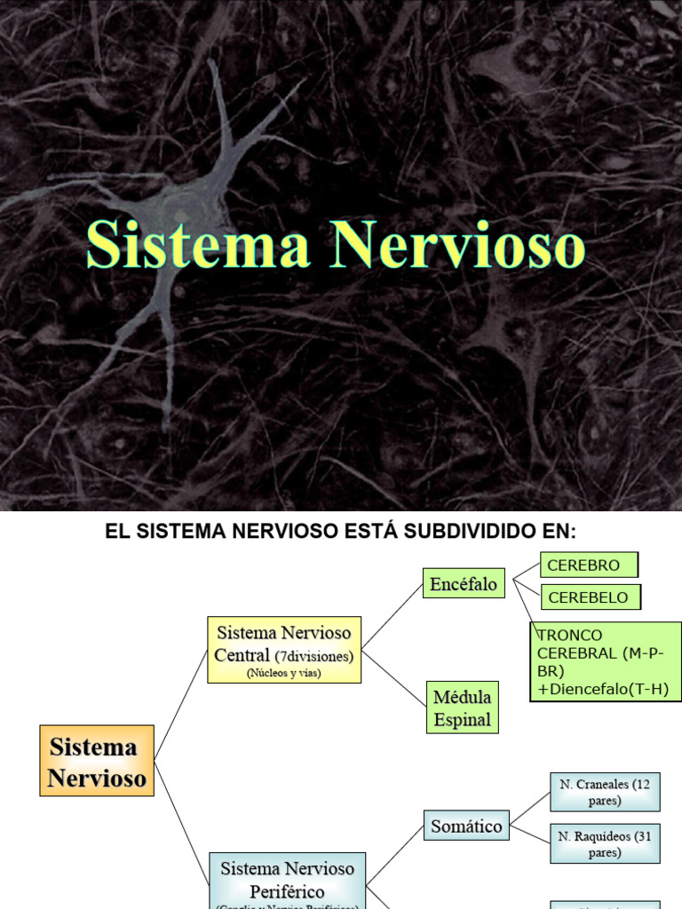 Sistemanervioso UTEA | PDF | Sinapsis | Sistema nervioso