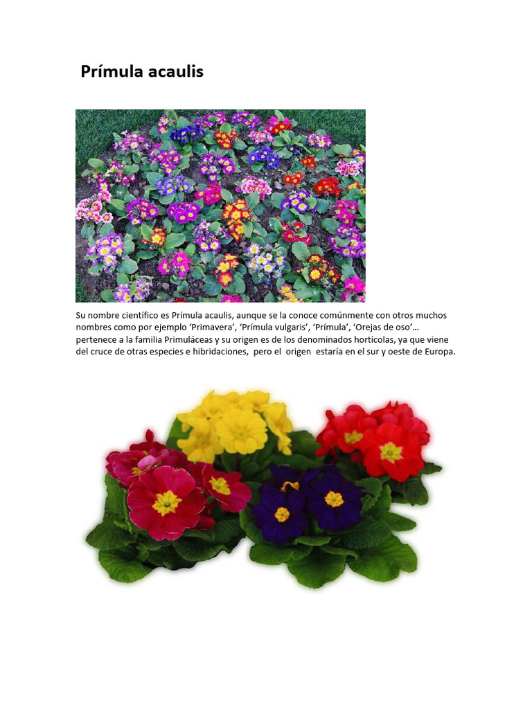 Prímula Acaulis FLORICULTURA | PDF | Germinación | Fertilizante