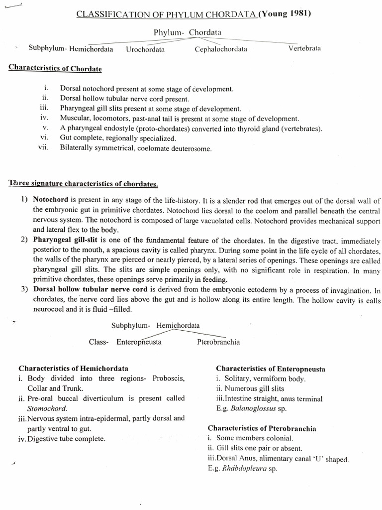 Chordata Phylum Classification Overview | PDF | Vertebrates | Anatomy