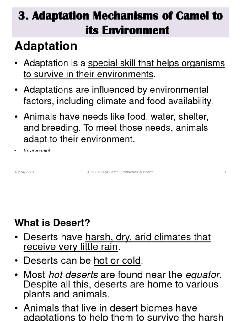 Camel Adaptation Insights | PDF | Thermoregulation | Desert
