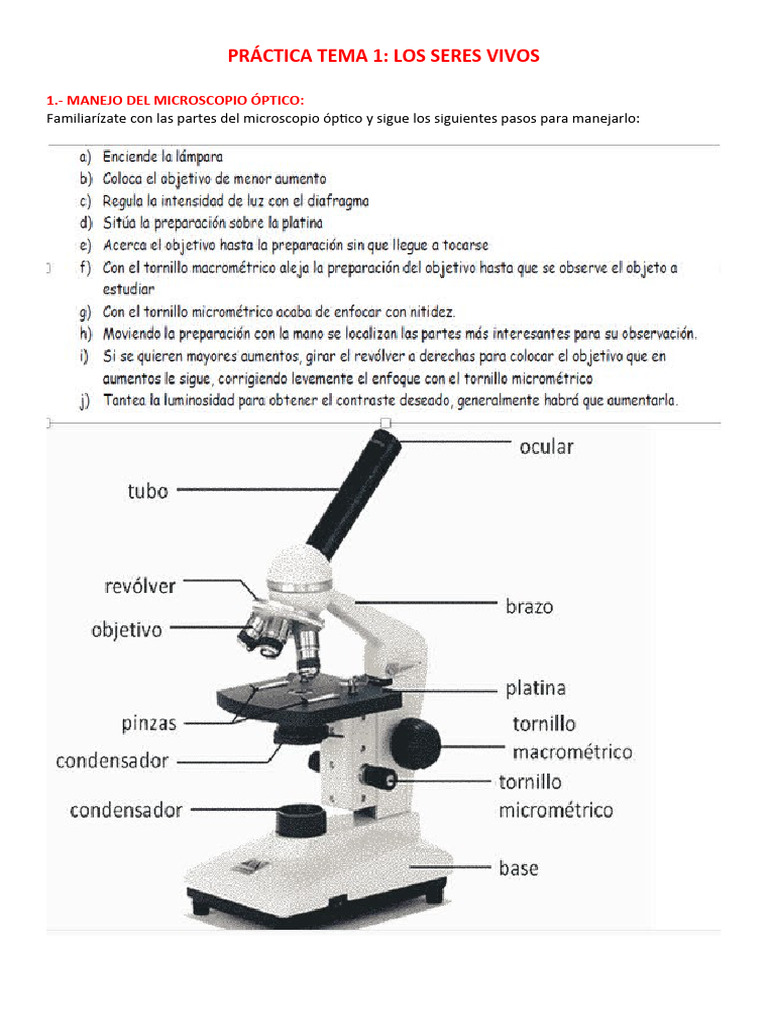 Práctica Manejo Microscopio | PDF | Salud y bienestar | Ciencia y ...