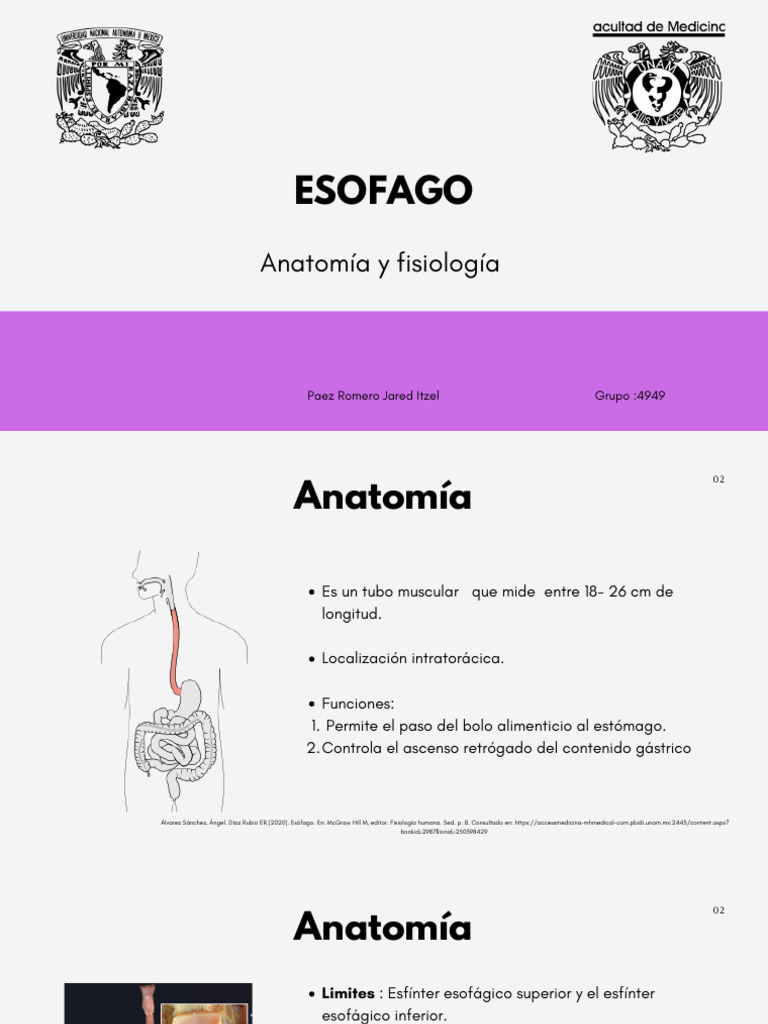 ESOFAGO | PDF | Esófago | Estómago