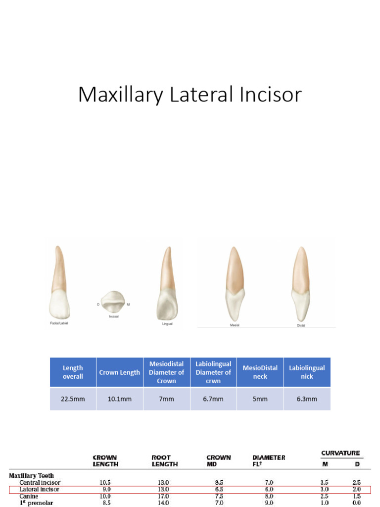 Maxillary Lateral Incisor | PDF | Dentistry | Tooth