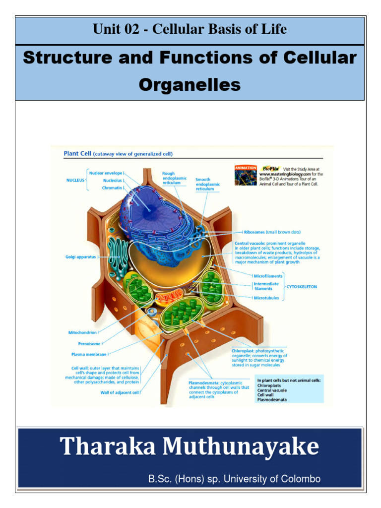 Structures and Functions of Organelles and Other Subcellular Components ...