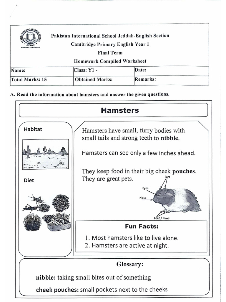 Y1 English Sheet Final Term | PDF