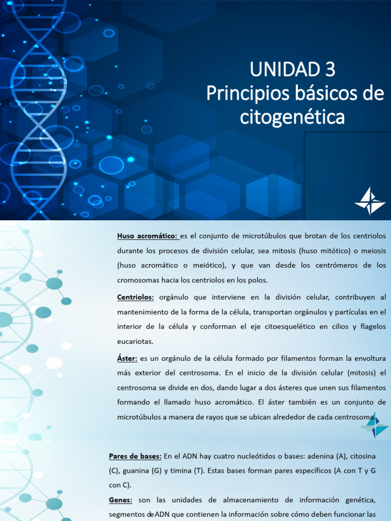 Ud 3 Principios Básicos de Citogenética | PDF | Cromosoma | Mitosis