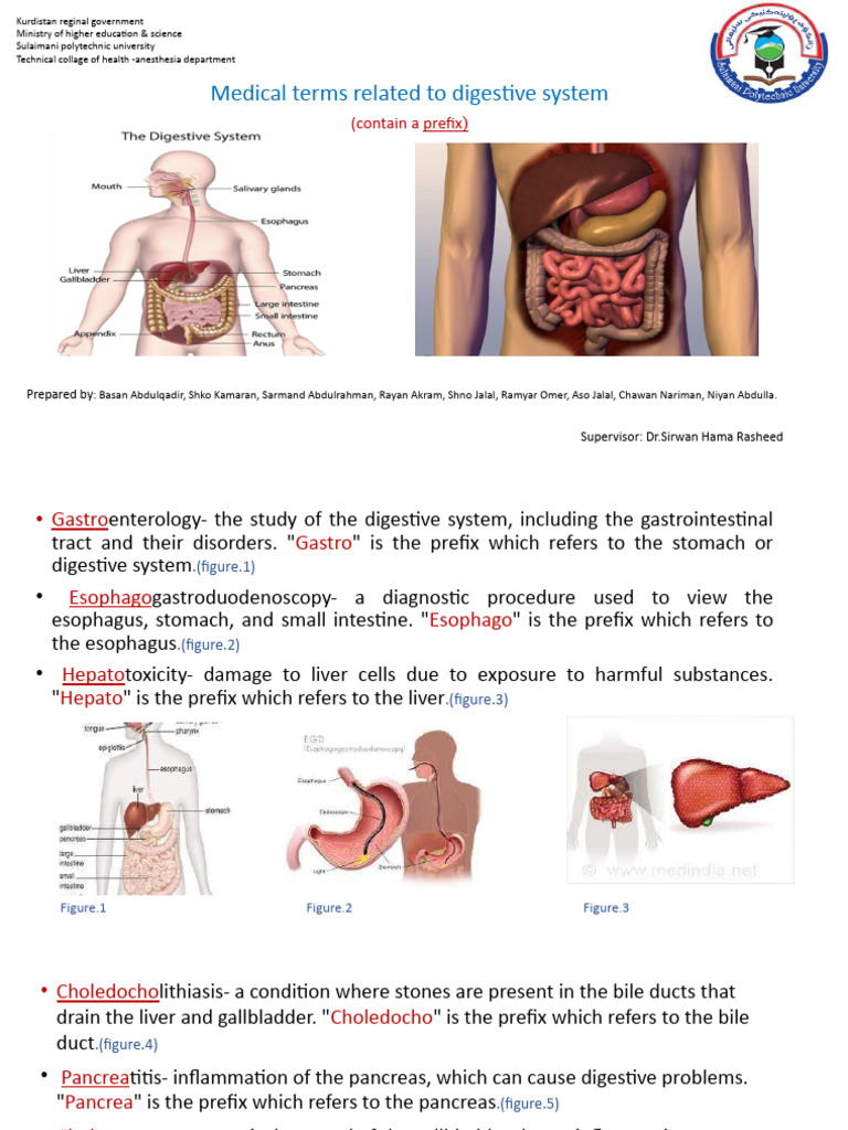 Terminology | PDF | Stomach | Gallbladder