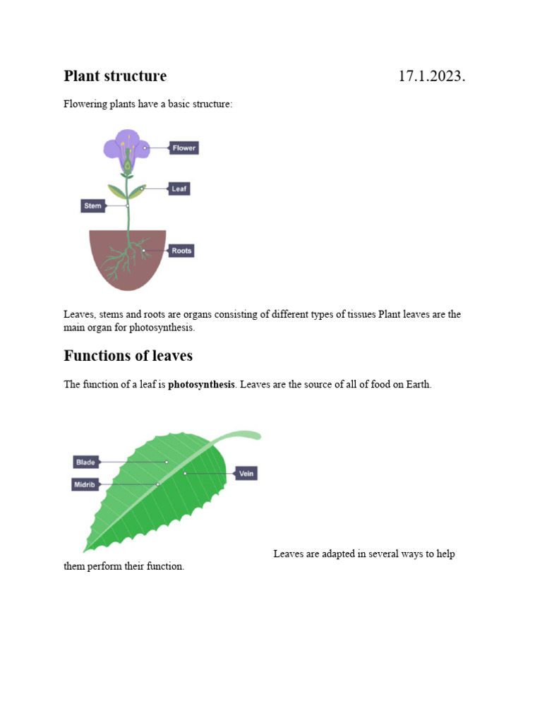 Plant Structure, Specialized Cells | PDF