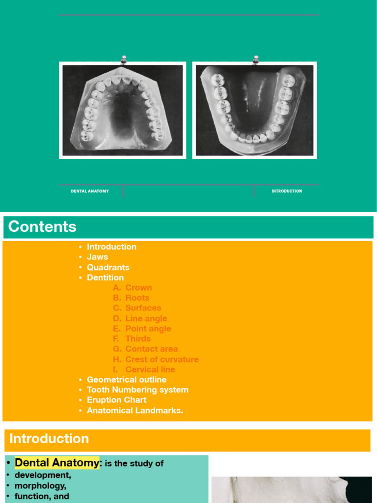 Comprehensive Guide to Dental Anatomy | PDF | Dental Anatomy | Human ...