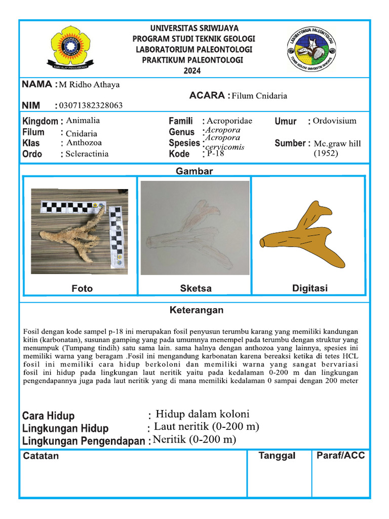 Cnidaria Bintang p18 | PDF