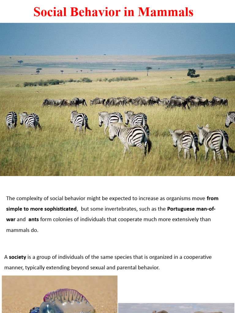 Social Behavior | PDF | Predation | Foraging