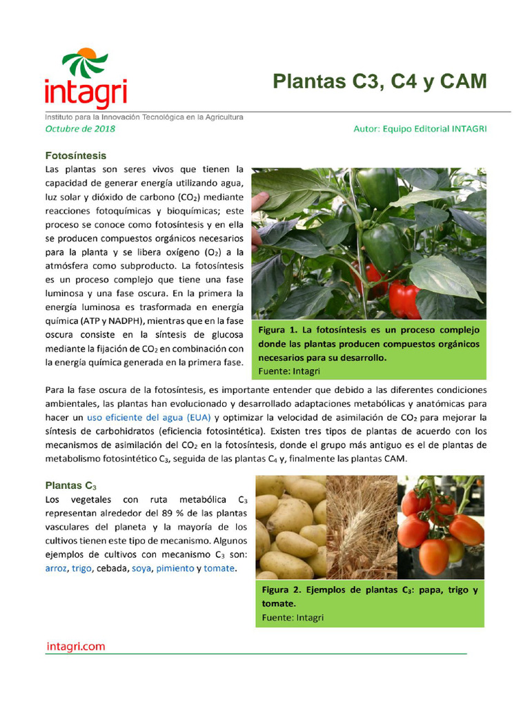 Plantas C3 C4 y CAM | PDF