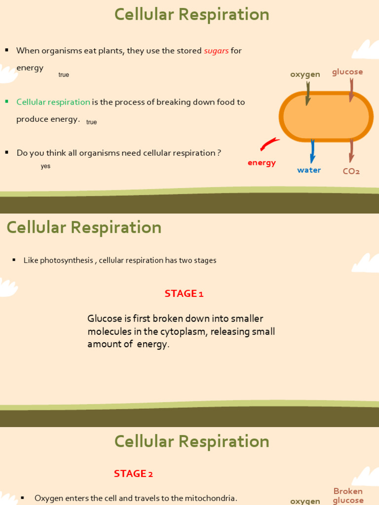 Cellular Respiration and Fermentation PPT | PDF | Cellular Respiration ...
