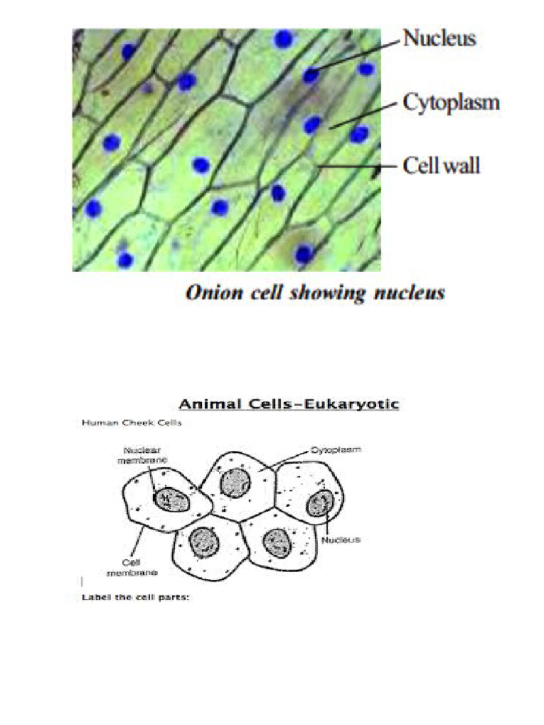 Claas 8_Diagrams ( Onion Peel,Cheek Cell,Nucleus & Prokaryotic Cell) | PDF