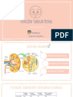 Función del túbulo contorneado distal | PDF | Riñón | Biología Celular