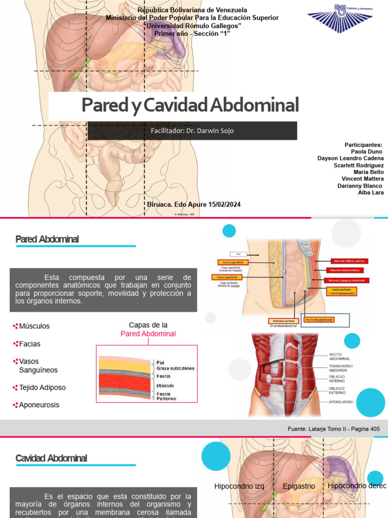 Anatomia | PDF | Abdomen | Morfología (biología)