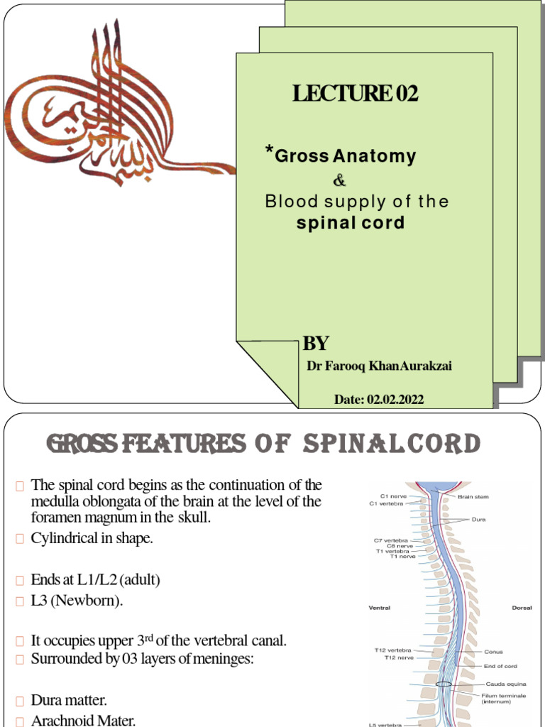 Blood Supply of the Spinal Cord | PDF | Spinal Cord | Vertebral Column