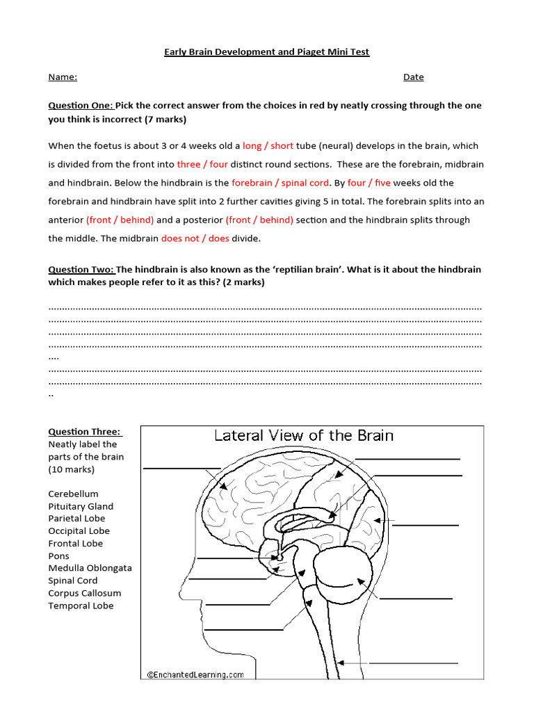 Revision Worksheet - Development | PDF | Brain | Neuroscience