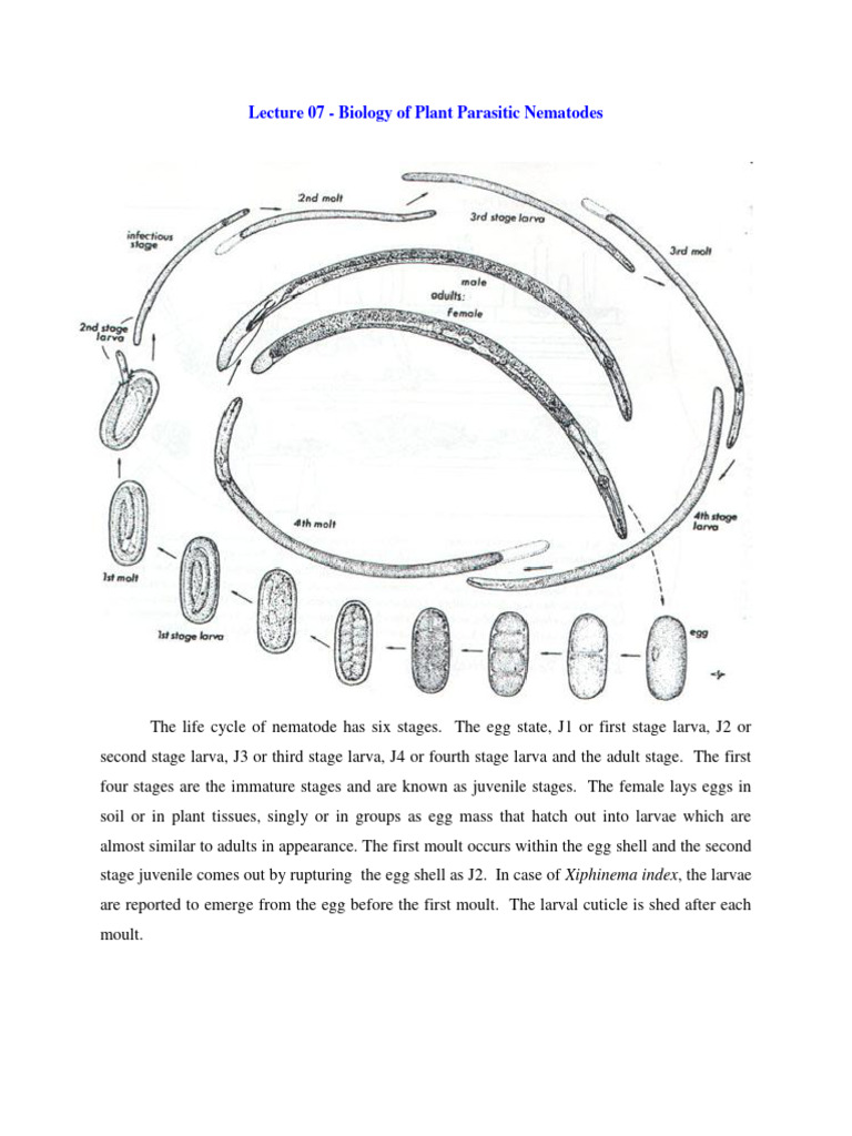 Lec 07 | PDF | Nematode | Embryo
