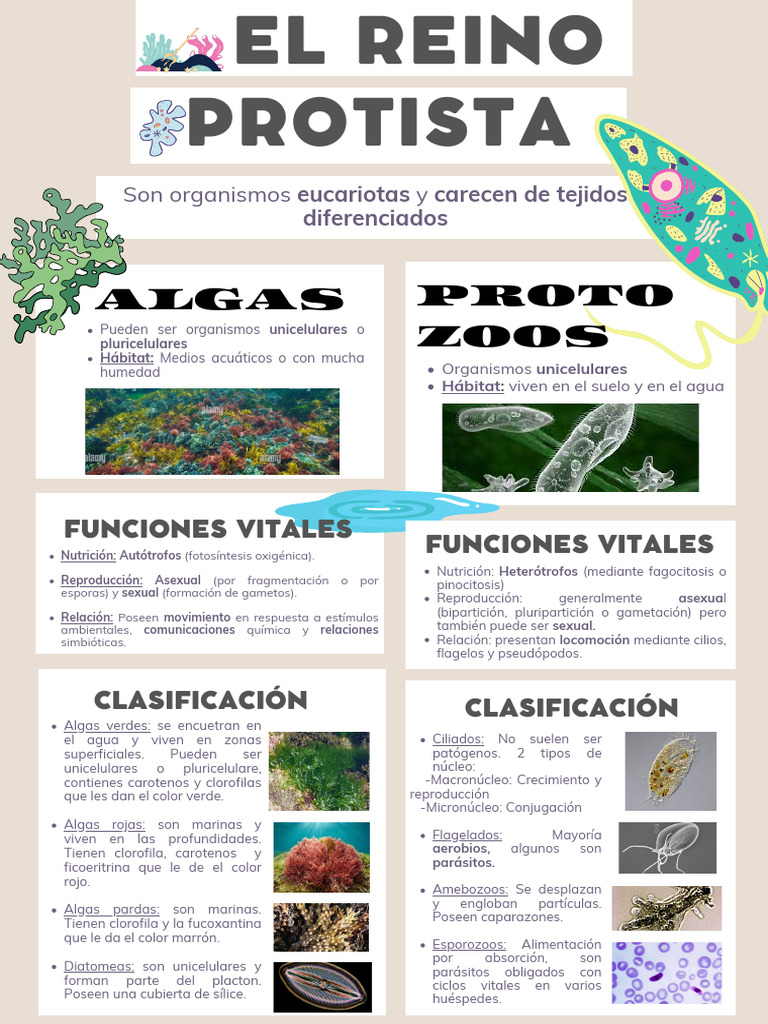 El Reino Protista | PDF | Algas | Organismos