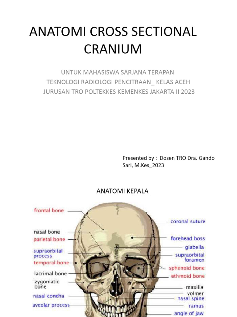 Anatomi Kepala: Potongan Cross Sectional | PDF | Sains & Matematika