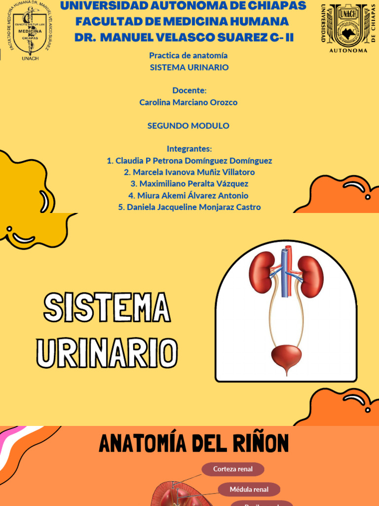 Sistema Urinario | PDF