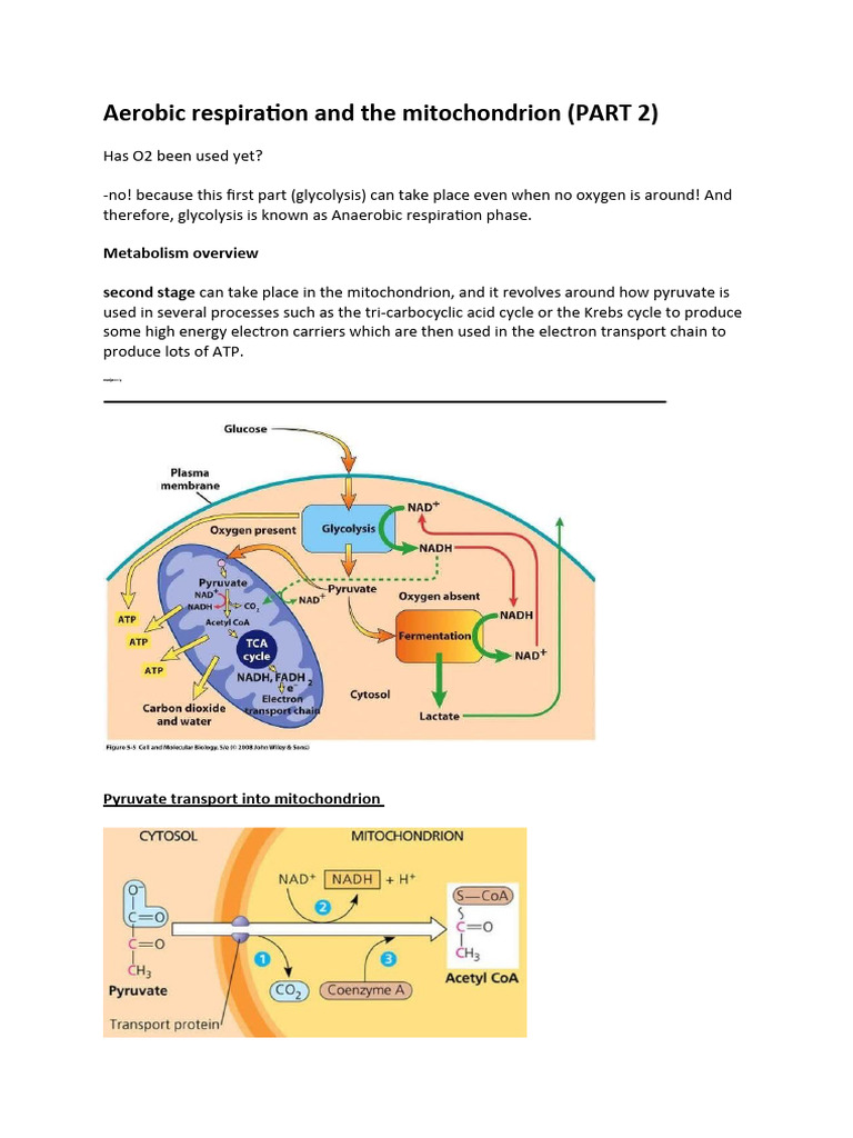 Aerobic Respiration and The Mitochondrion | Download Free PDF ...