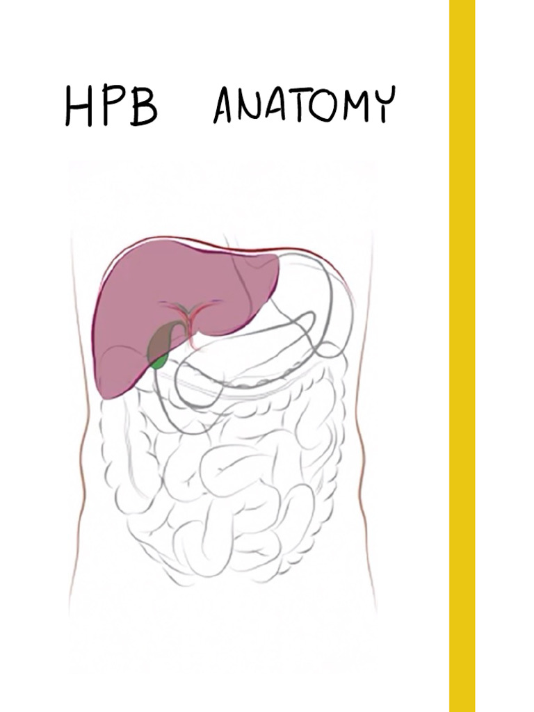 HPB Anatomy | PDF