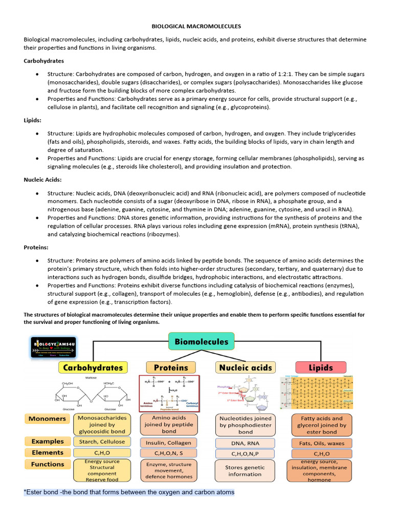 Overview of Biological Macromolecules | PDF | Biomolecules | Rna