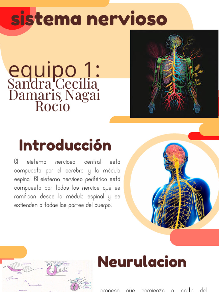 2 sistema nervioso | PDF | Sistema nervioso | Morfología (biología)