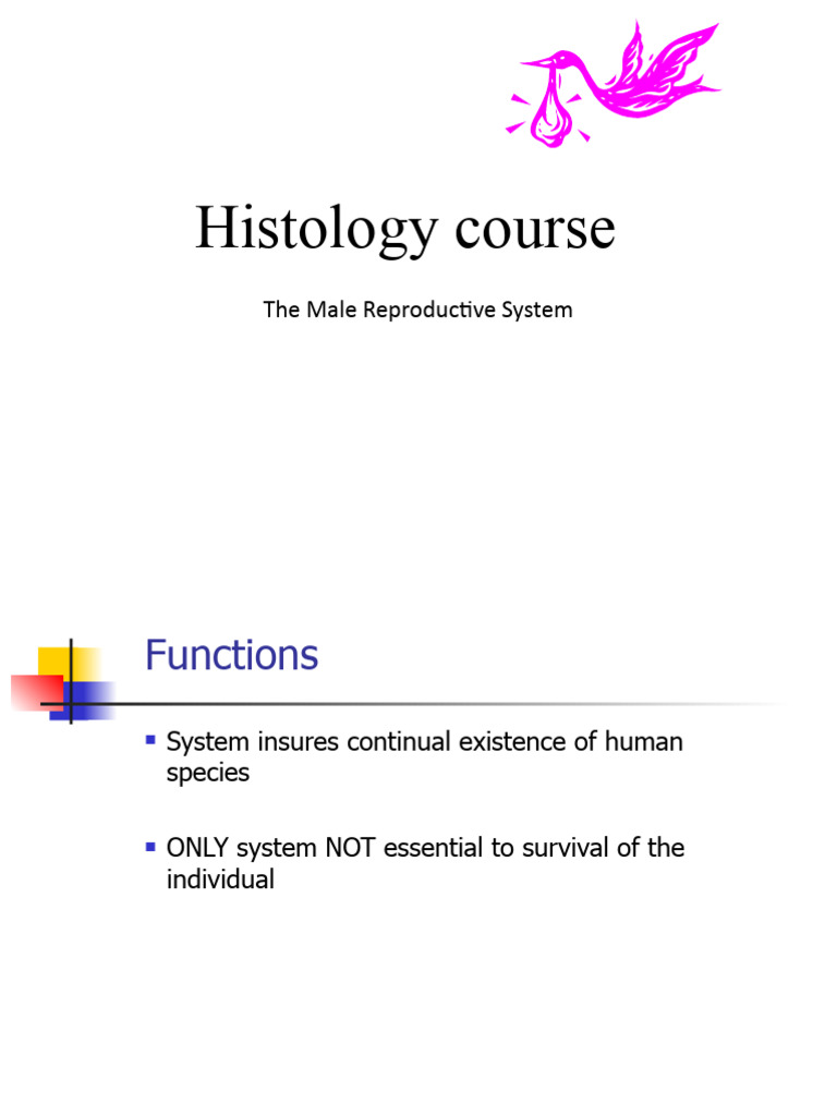 Male Reproductive System Pdf Testicle Semen