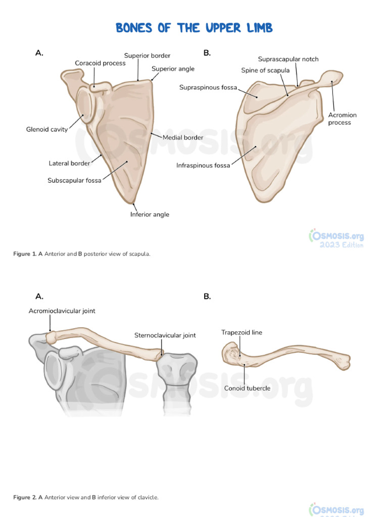 Upper Limb Bones: Unlabeled Diagrams | PDF | Vertebra | Skeletal System