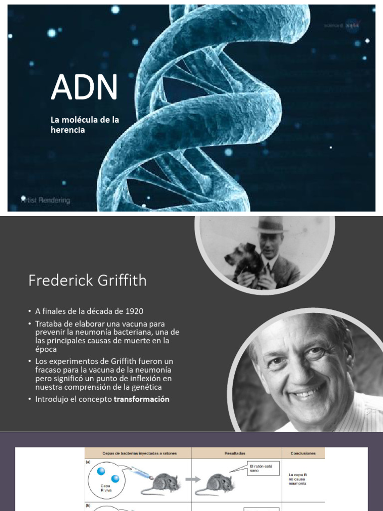 8. ADN y replicación | PDF | Adn | Transformación (Genética)