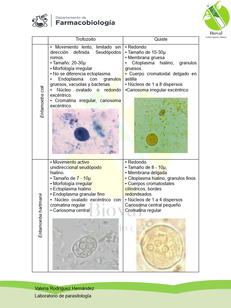 Parásitos Pdf Nucleo Celular Citoplasma